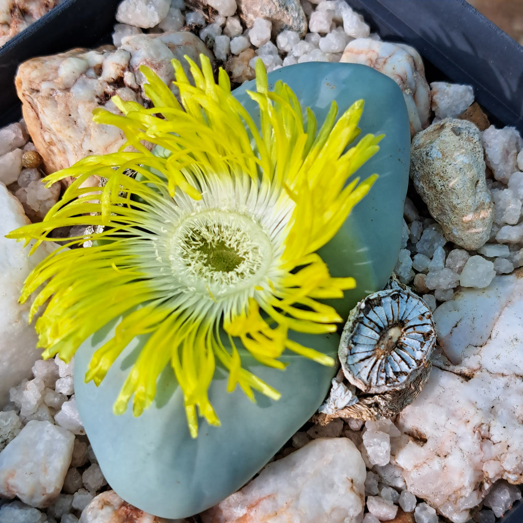 Argyroderma crateriforme "Eduard's Giant" – Cape Succulent Seeds