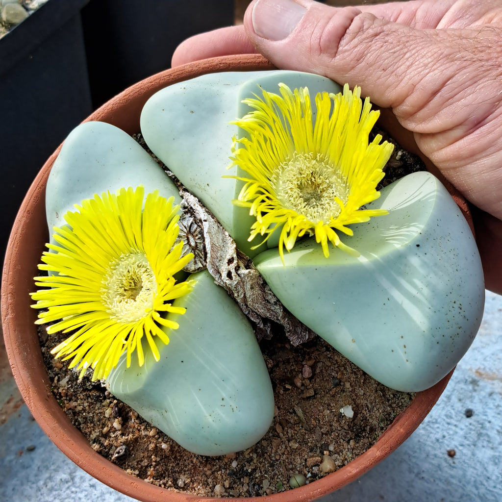Argyroderma crateriforme "Eduard's Giant" – Cape Succulent Seeds