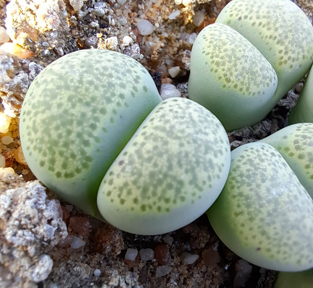 Lithops terricolor - green form – Cape Succulent Seeds