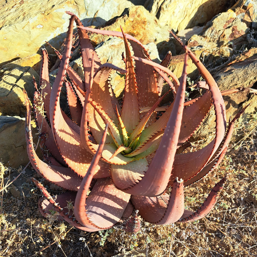 Aloe microstigma – Cape Succulent Seeds