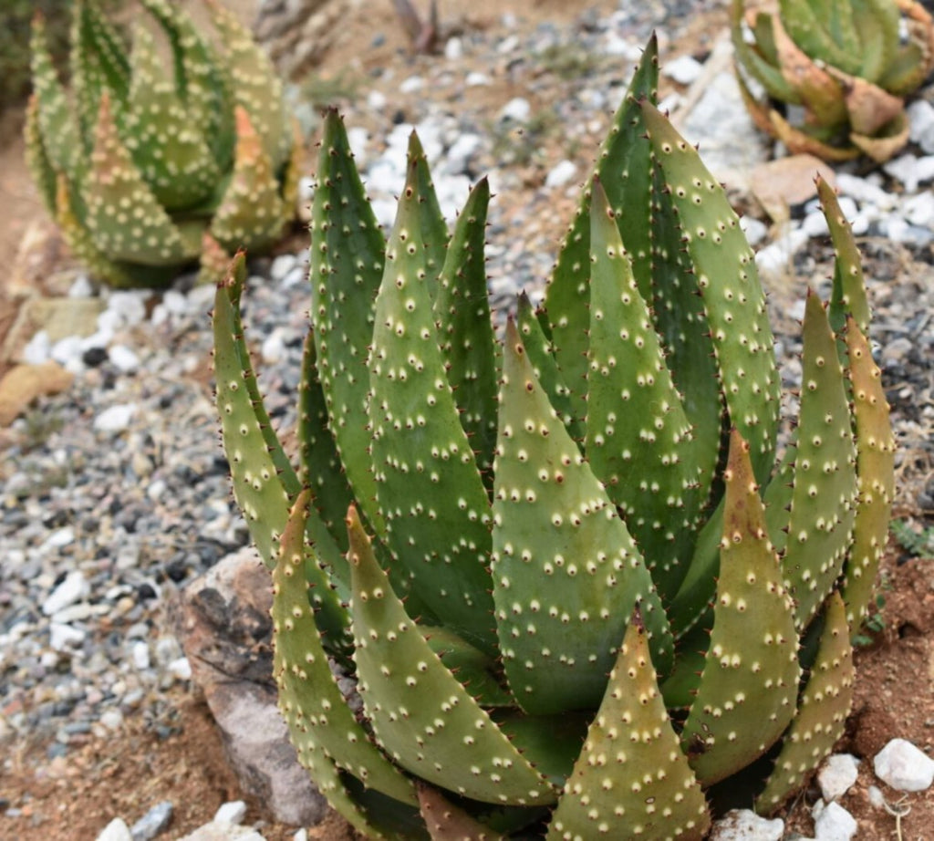 Aloe aculeata - 50 seeds – Cape Succulent Seeds