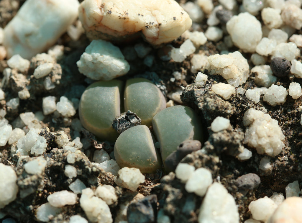 Lithops viridis C.127 – Cape Succulent Seeds