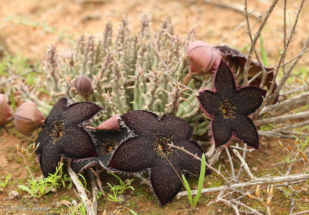 Tridentea geminiflora (Warmwaterberg) – Cape Succulent Seeds
