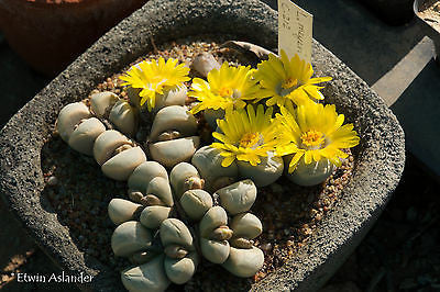 Lithops meyeri – Cape Succulent Seeds
