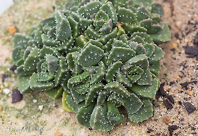Aloinopsis setifera (Kliprand) – Cape Succulent Seeds