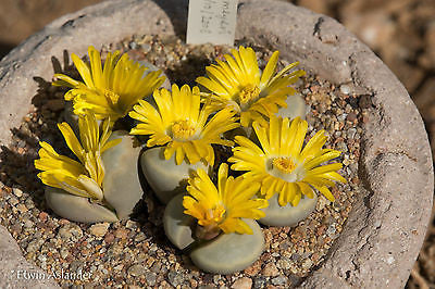 Lithops meyeri – Cape Succulent Seeds