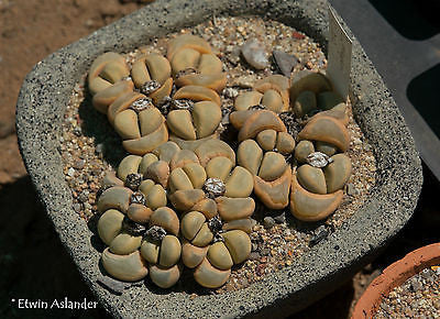Lithops meyeri – Cape Succulent Seeds