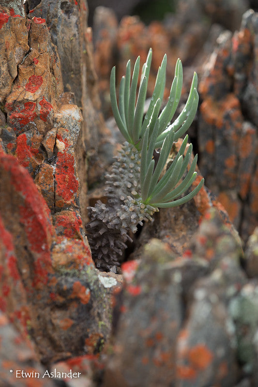 Tylecodon walichii – Cape Succulent Seeds