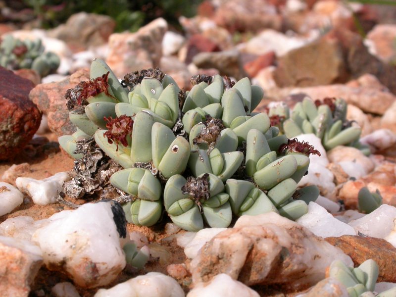 Antimima dualis EA3022 – Cape Succulent Seeds