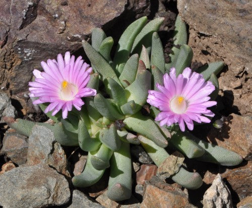 Ebracteola wilmaniae – Cape Succulent Seeds