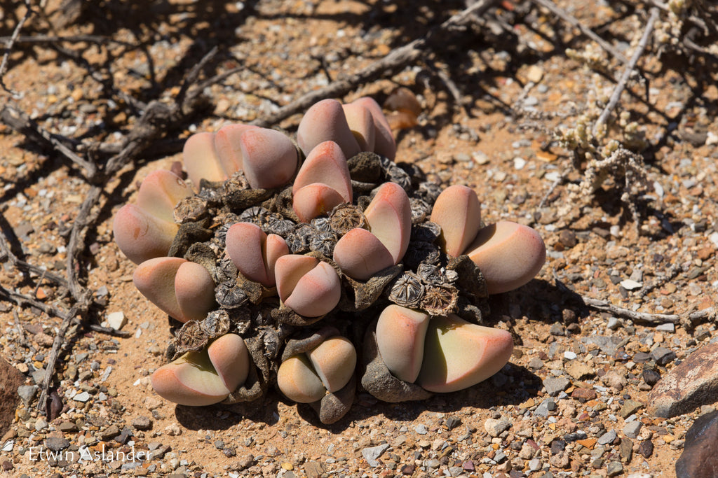 Tanquana prismatica, EA1256 (Patatsrivier) – Cape Succulent Seeds