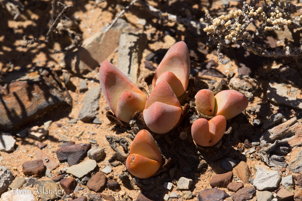 Tanquana prismatica, EA1256 (Patatsrivier) – Cape Succulent Seeds