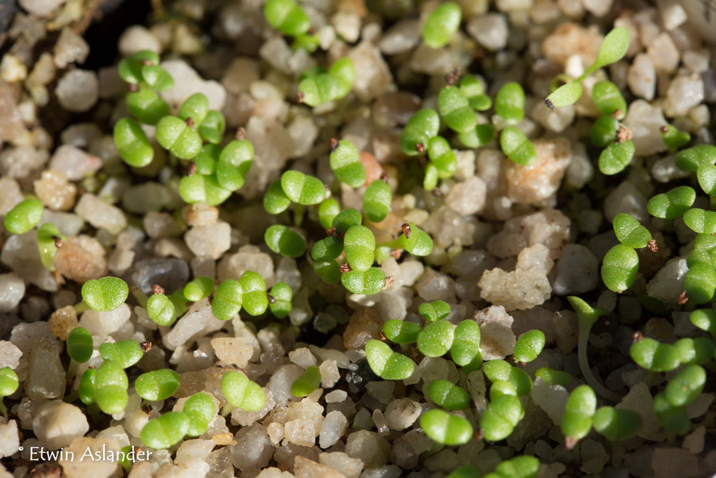 Antimima pygmaea EA317 – Cape Succulent Seeds