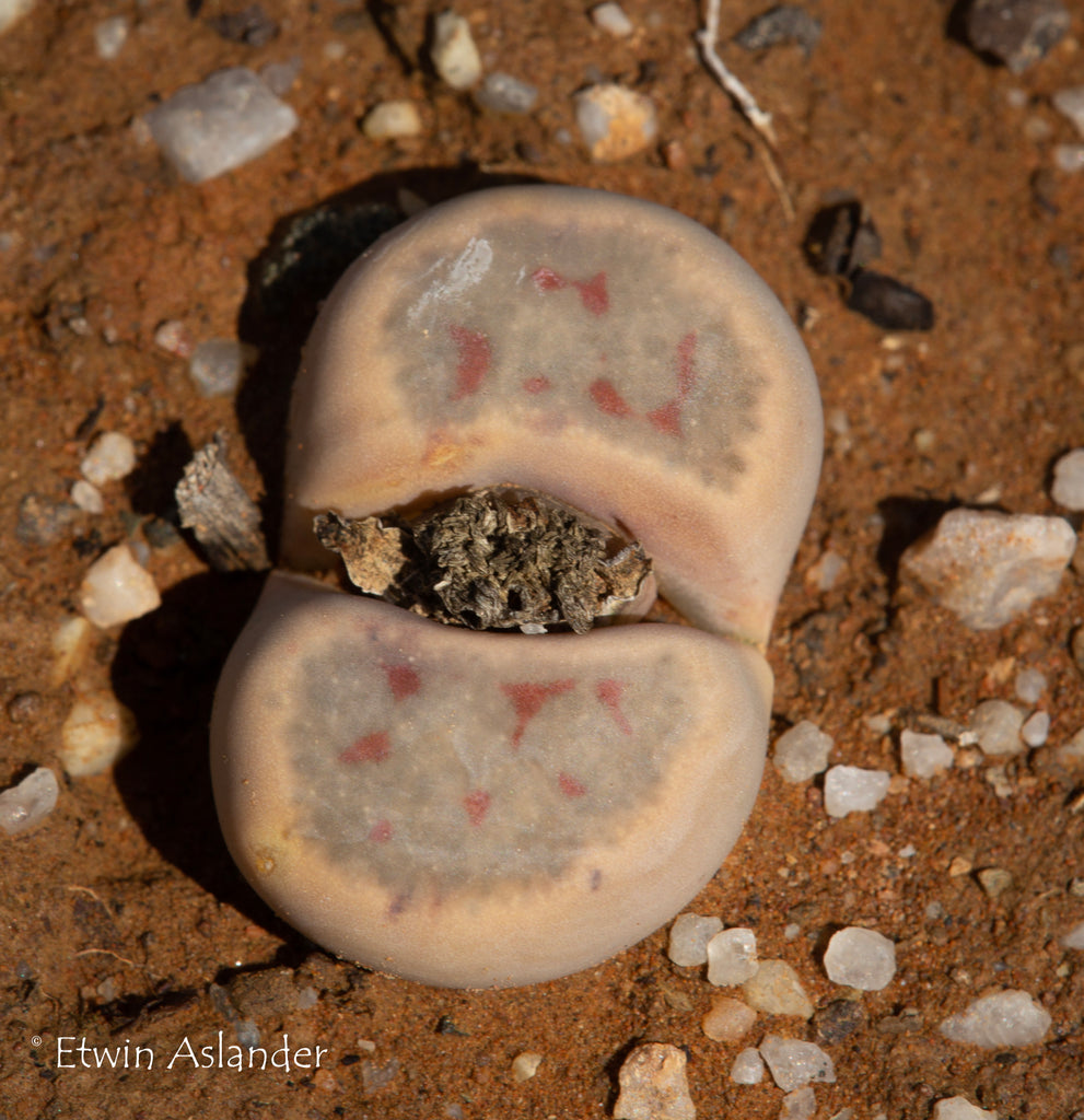 Lithops dinteri var. dinteri C.206 – Cape Succulent Seeds
