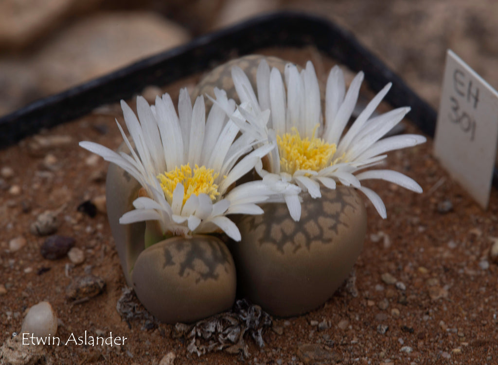 Lithops marmorata v. marmorata EH301 – Cape Succulent Seeds