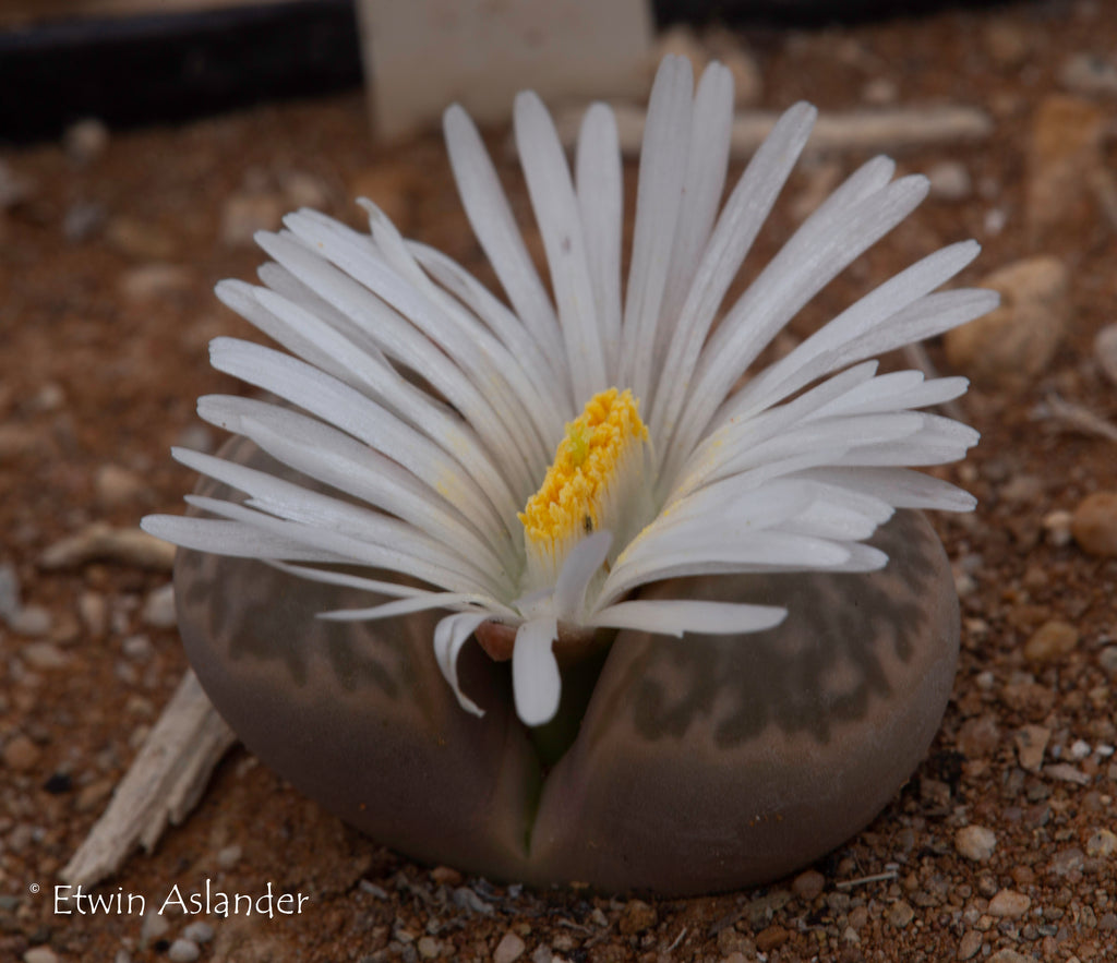 Lithops marmorata v. marmorata EH301 – Cape Succulent Seeds