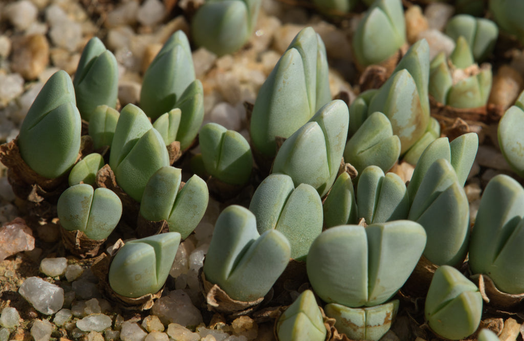 Antimima dualis EA3022 – Cape Succulent Seeds