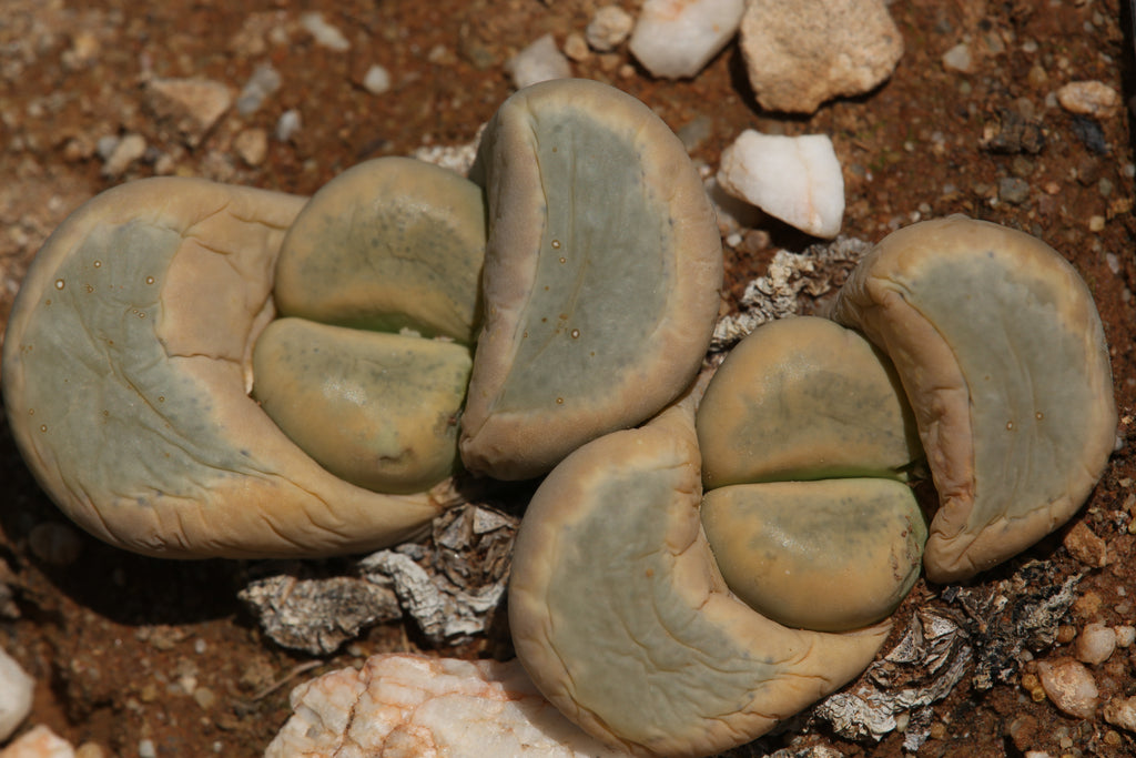 Lithops meyeri C.272 – Cape Succulent Seeds