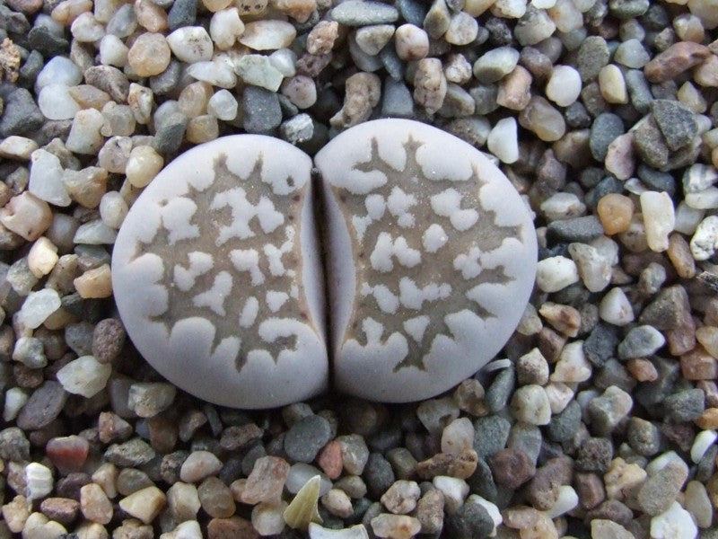 Lithops julii ssp. julii C.063 (fuscous form) – Cape Succulent Seeds