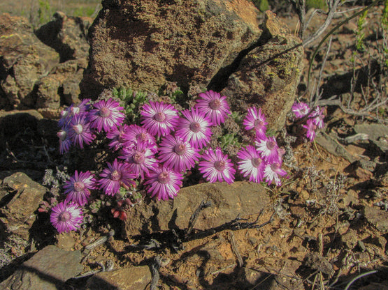 Antimima pygmaea EA317 – Cape Succulent Seeds