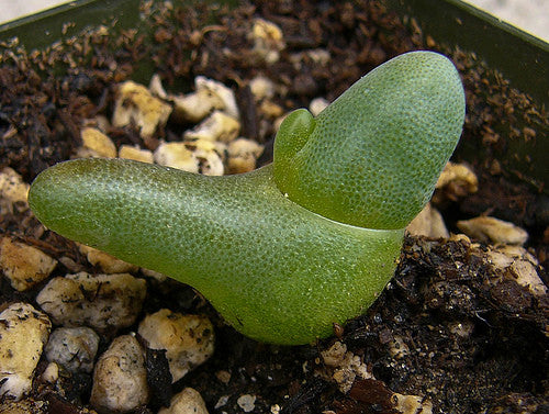 Dactylopsis digitata - 500 seeds – Cape Succulent Seeds